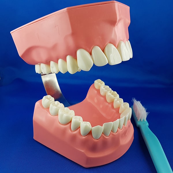 Demonstrative dental models for practice, made in Italy